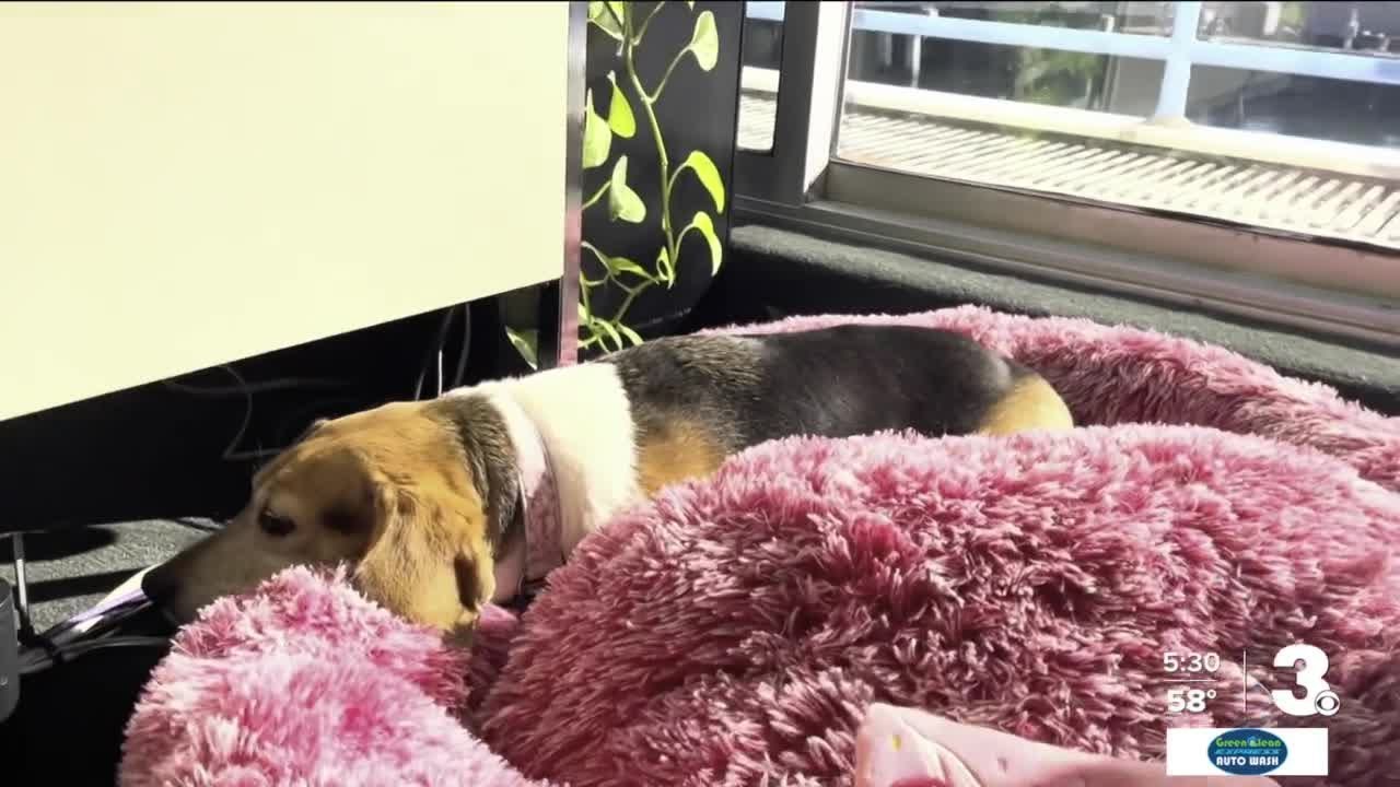 Meet 1 of the 4,000 beagles rescued from a Virginia breeding facility a ...