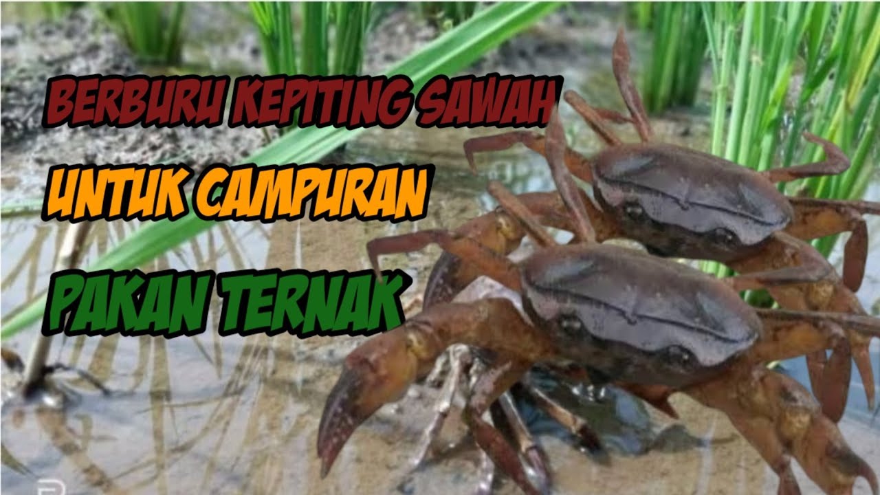 MISTER TIM EXPLORER ️BERBURU KEPITING SAWAH UNTUK PAKAN TERNAK ️ - YouTube