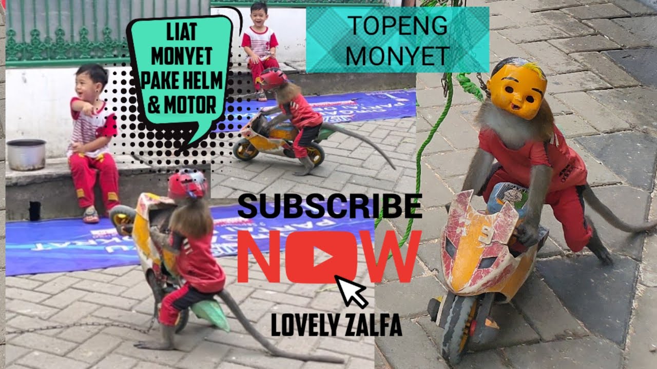 TOPENG MONYET LUCU PAKE HELM - YouTube