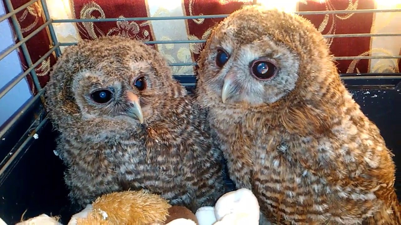 Bagoly babák, Owl babys - YouTube