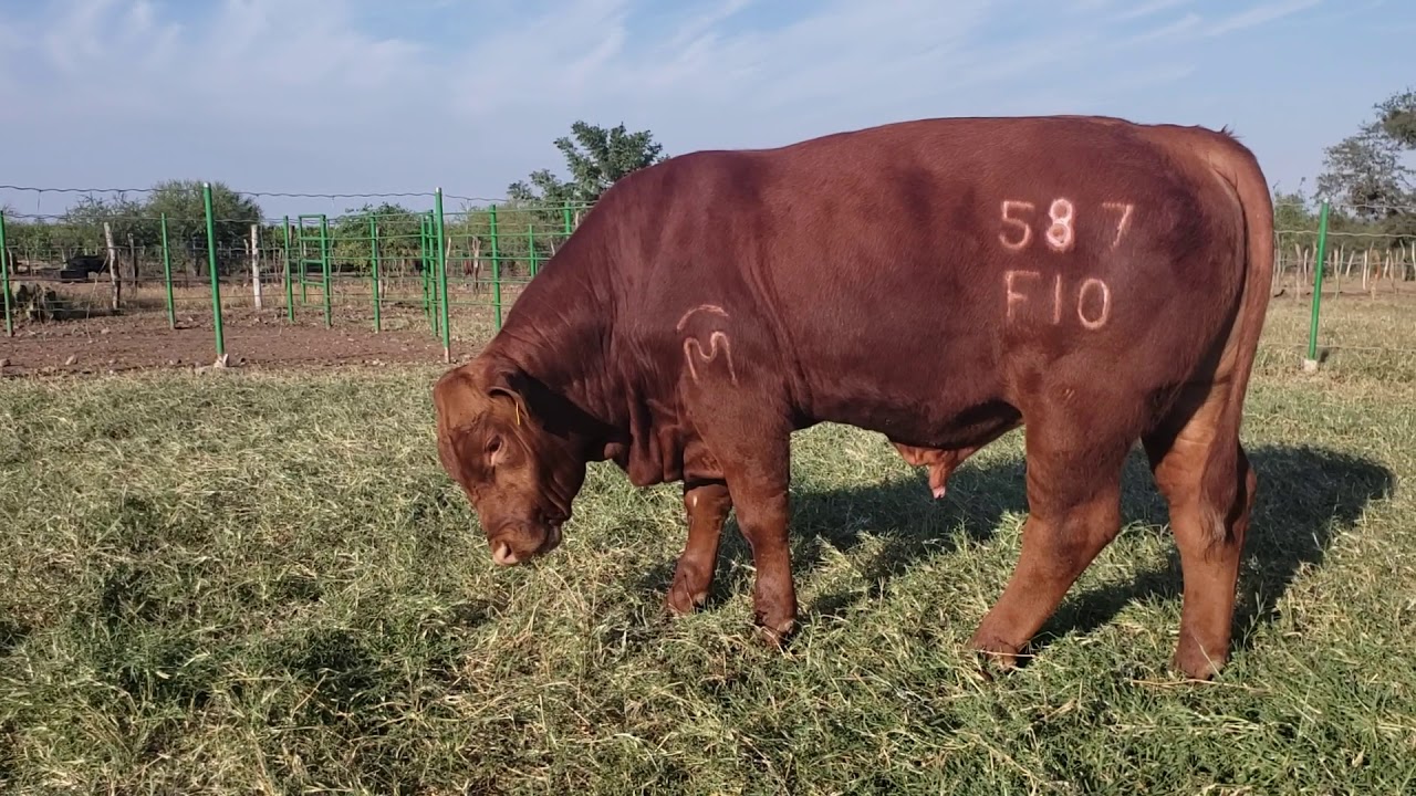 587 F 10 Toro Semental Brangus Rojo en Venta Rancho Los Nogales - YouTube