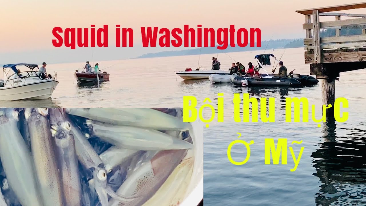 #113 Squids Jigging in Seattle, WA 2nd Day / Bội thu mực đêm ở Mỹ phần ...
