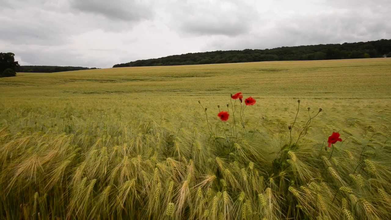 Wheat field and poppies in Northern France - YouTube