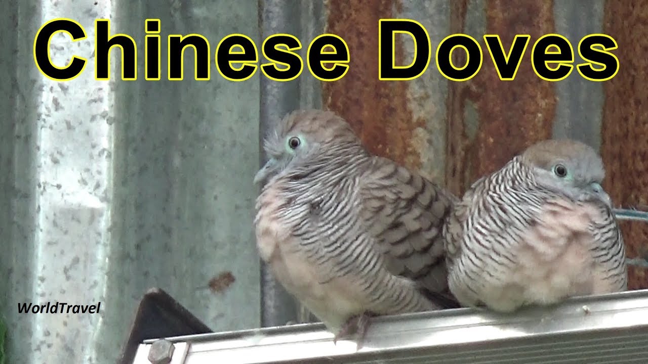 Chinese Doves on a ladder (Zebra Doves) With Nature Sounds. - YouTube