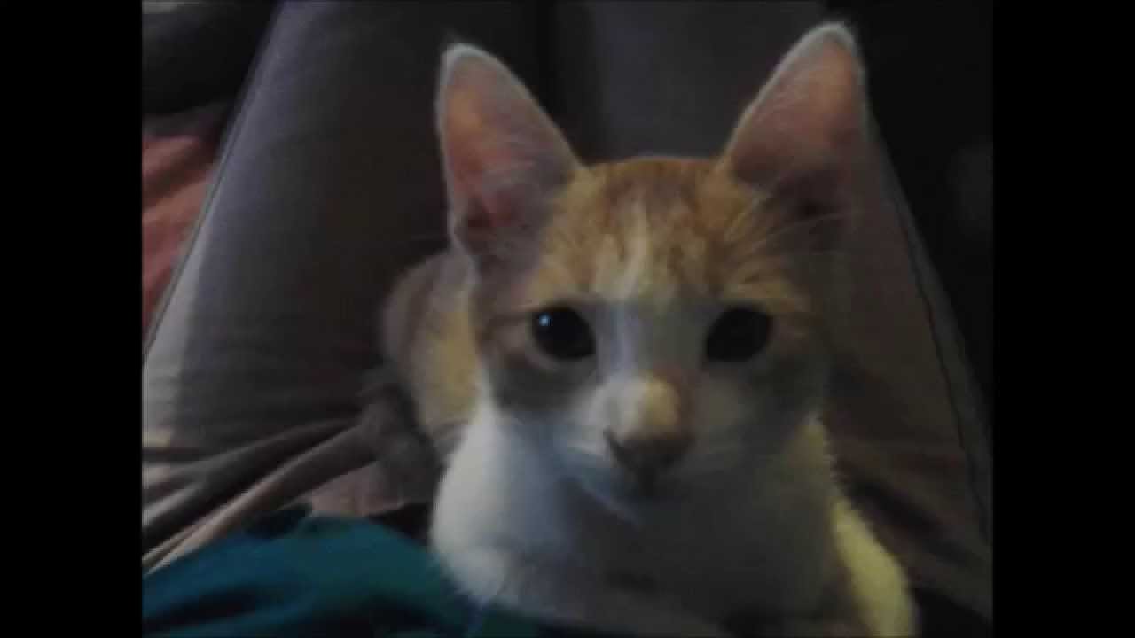 Gatico - YouTube