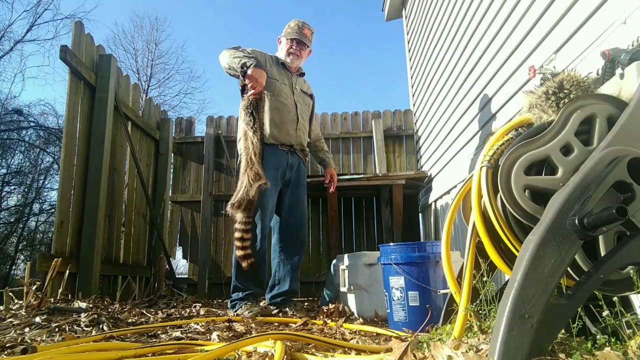 Project coon skin caps. Part 1 . Coon fleshing, salting. - YouTube