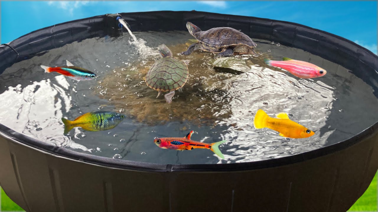 MINI POND STOCKING!! *Lots Of Fish* - YouTube