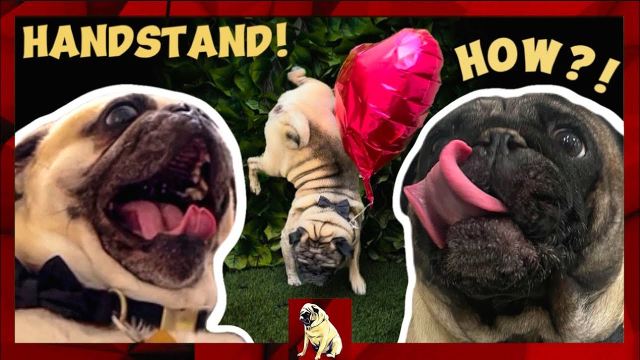 How Did We Teach Our Pug to Handstand?! - YouTube
