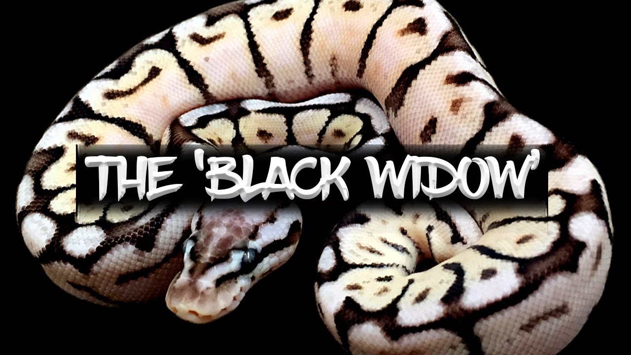 The 'Black Widow' Ball Python - YouTube