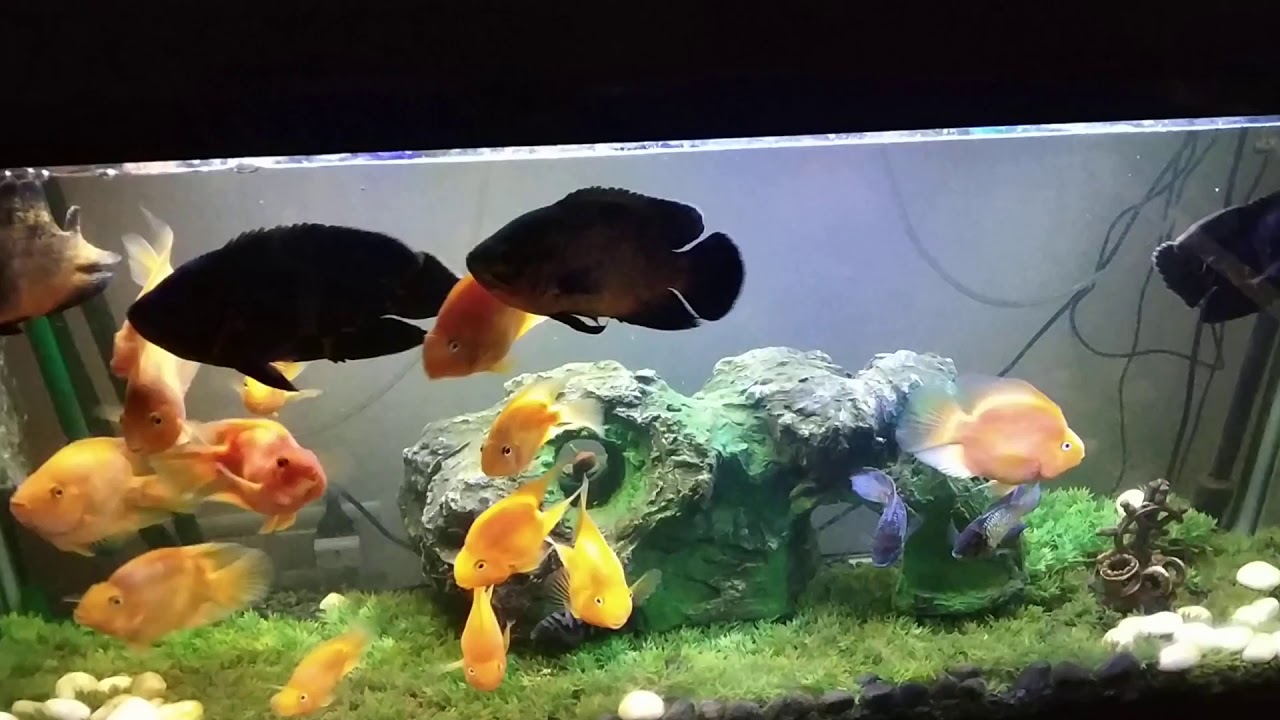 Aquarium heaven - YouTube