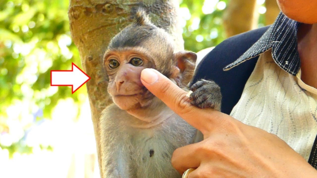 My heart is broken ! Papa Song checking baby monkey Lucas ! - YouTube