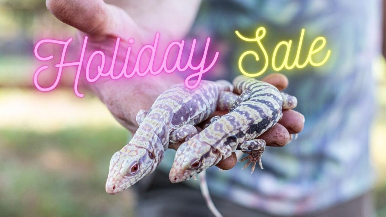Revealing INSANE Tegu Hatchlings & HUGE Holiday Sale! - YouTube