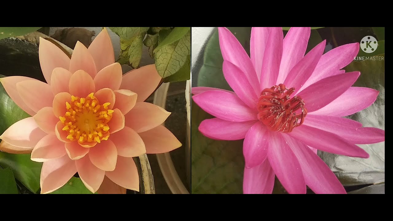 Lotus flowers in my garden. Pink and Peach color lotus flowers. - YouTube