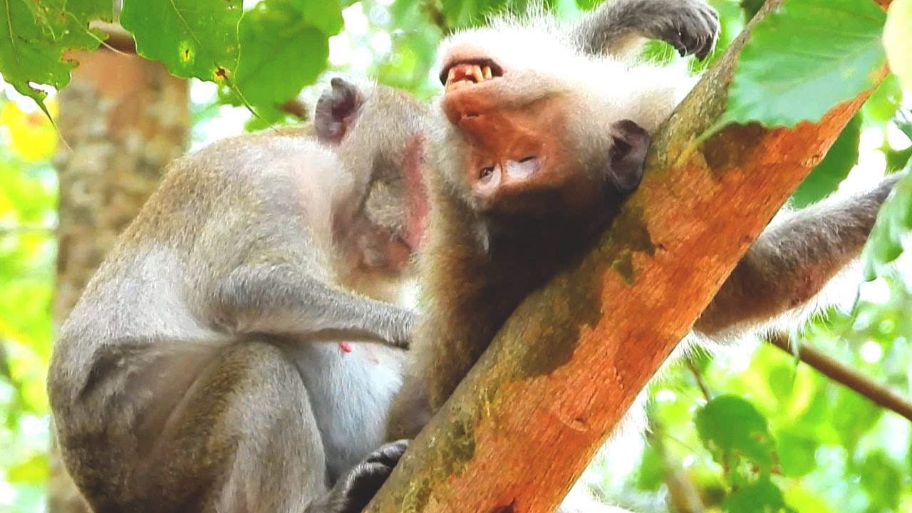 Monkey Lucas Seeks Jane's Help After a Fight with Other Male Monkeys ...