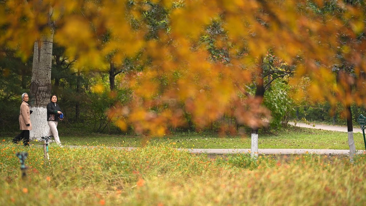 Colorful autumn in Beijing – Exploring the most romantic and vibrant ...