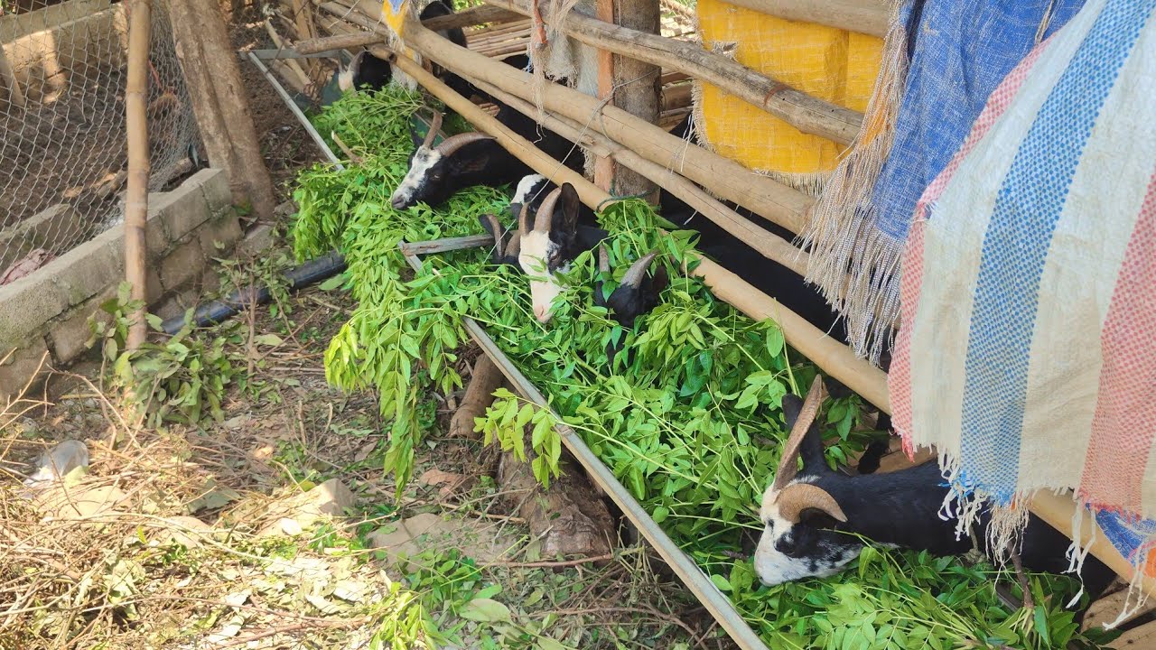 Full video || of the process of raising goats in the countryside || Hoa ...