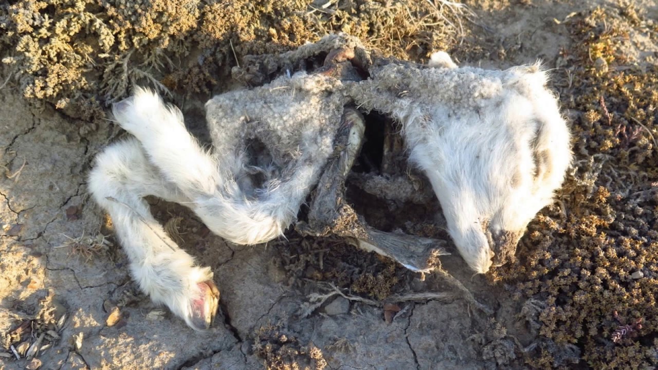 Feto extraterrestre guarda secretos milenarios COMO TU CULO PELUDO - Me ...