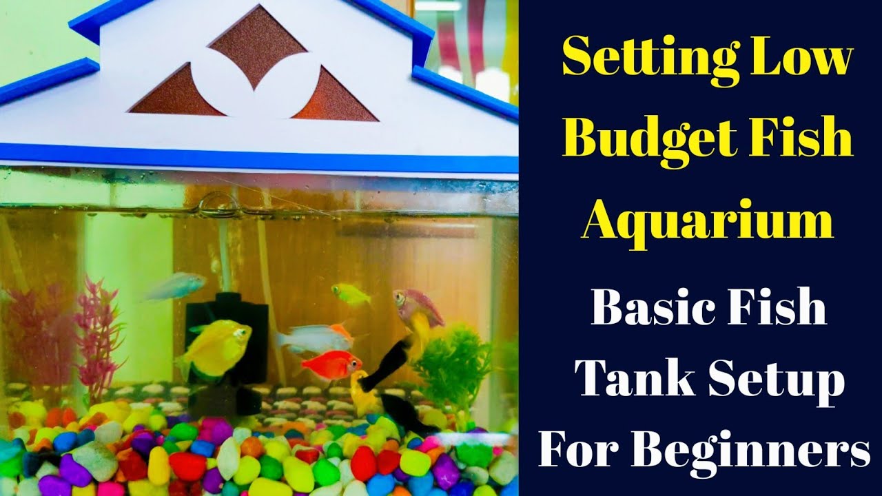 How To Set Up A Simple Fish Tank | Fish Tank Decoration Ideas in Tamil ...
