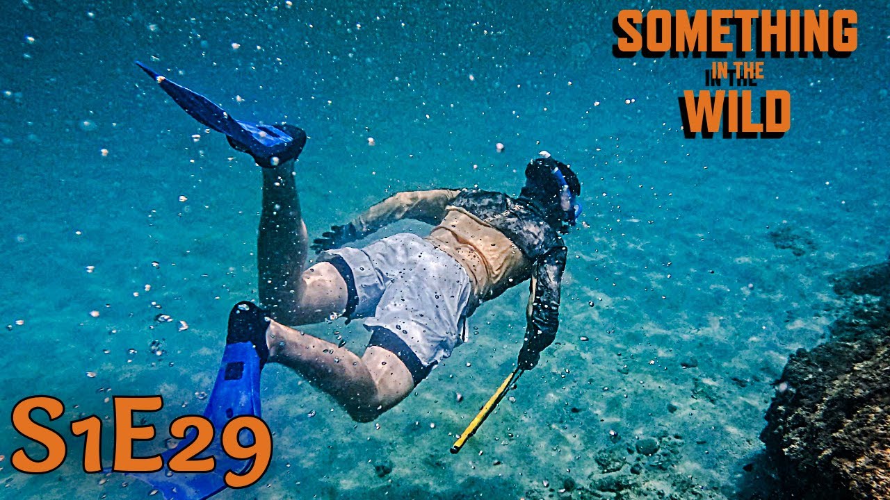 Beach Side at St. Thomas, Spearfishing, Cigutera, and Wildlife - YouTube