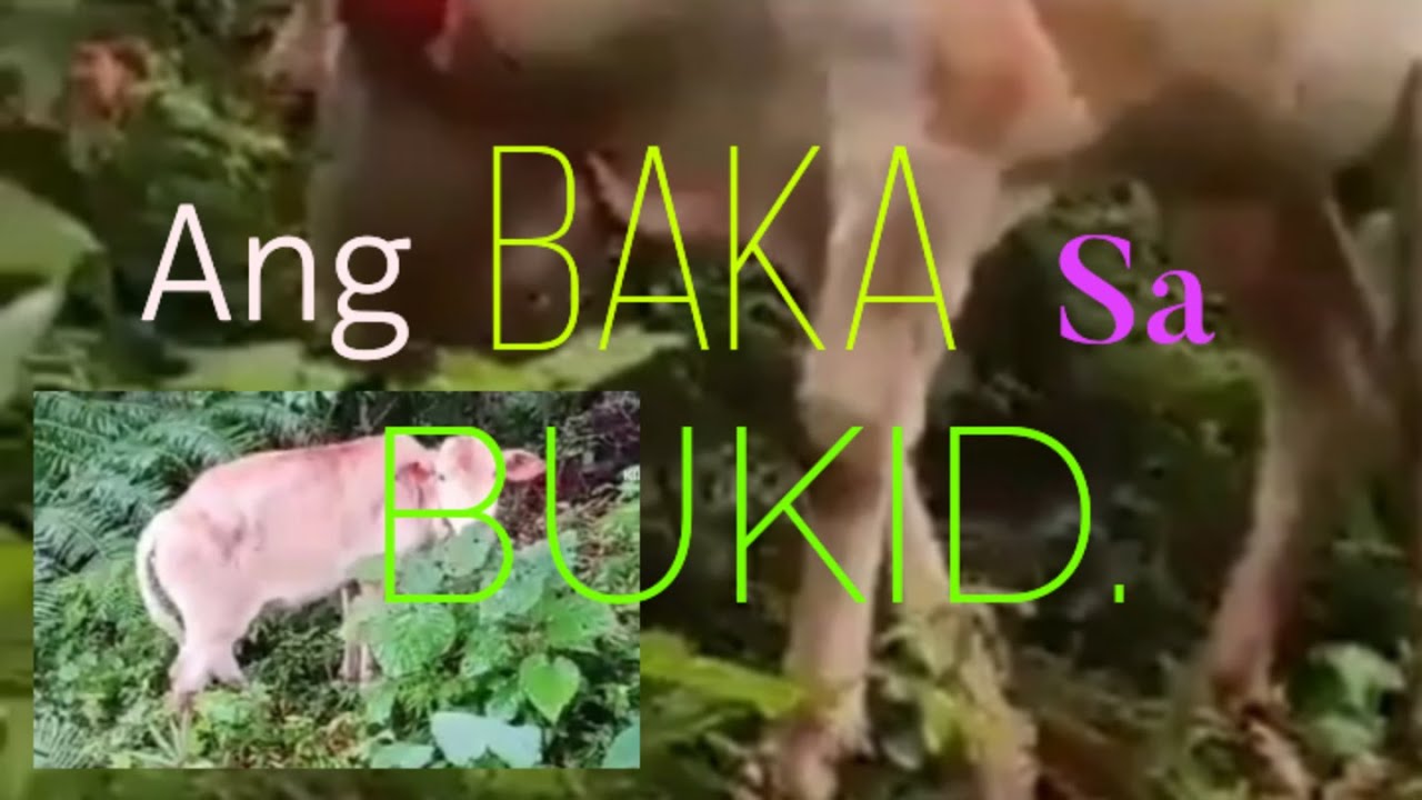 Ang #Baka sa Bukid #Philippines @menve61 Vlogs. - YouTube