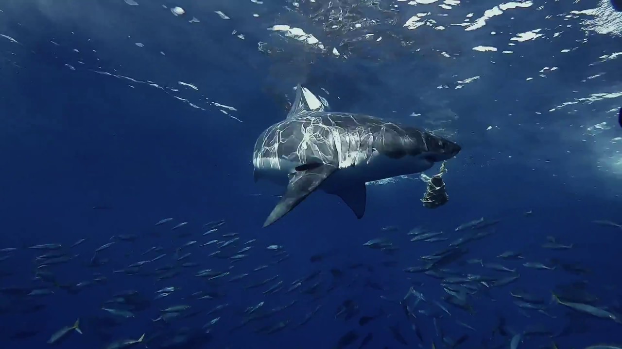 Great White Sharks of Guadalupe Island 2018 - YouTube