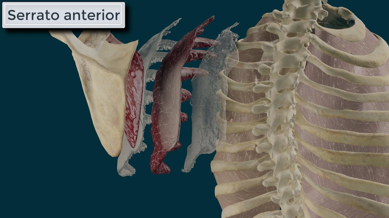 Serrato Anterior. Origen, Inserción, Función e Inervación - YouTube