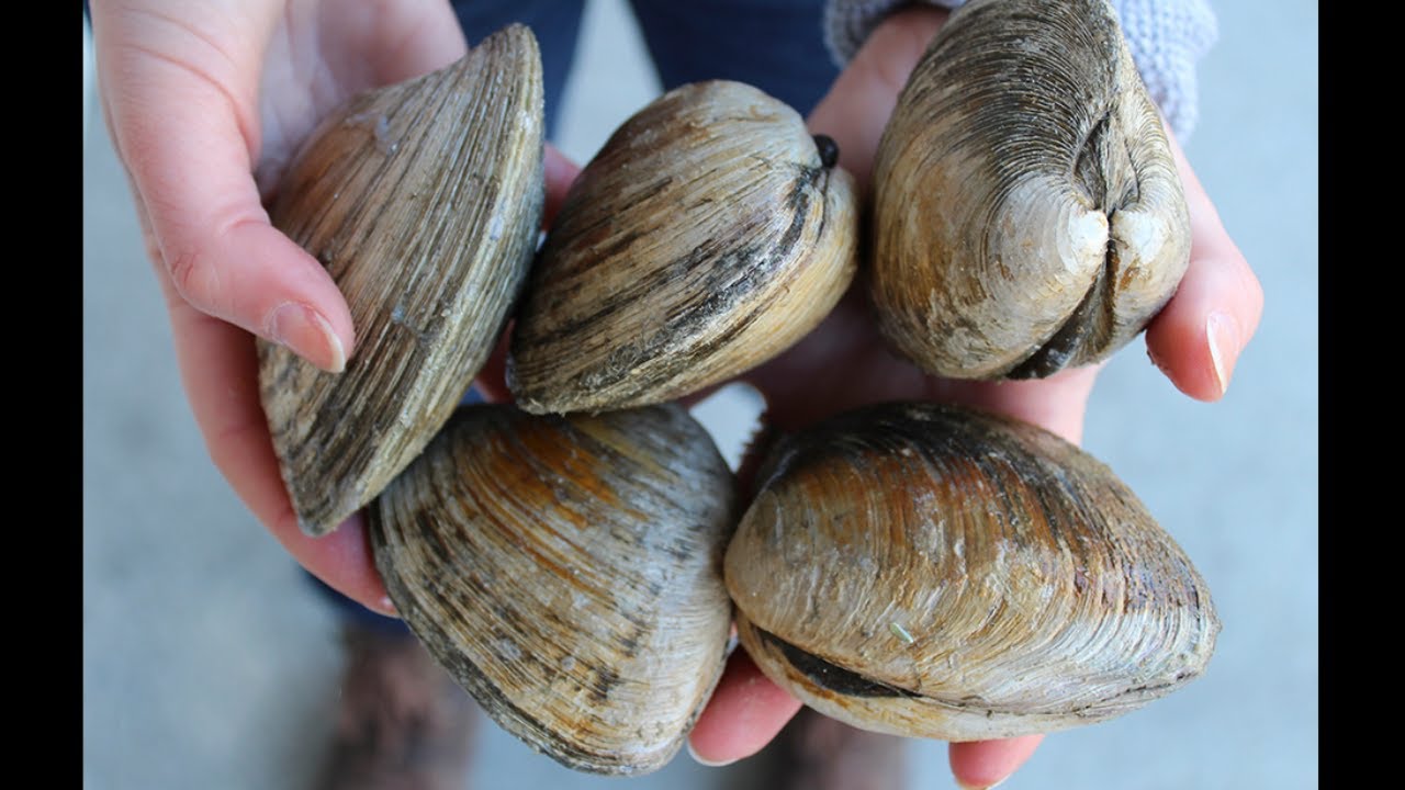Red's Best - How To Size Clams - YouTube