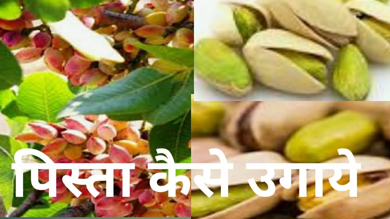 पिस्ता कैसे उगाये |बीज से घर पर पिस्ता कैसे उगाएँ,How To Grow Pistachio ...