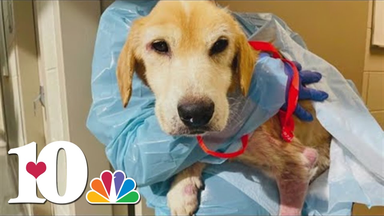 Emaciated dog on journey to recovery - YouTube