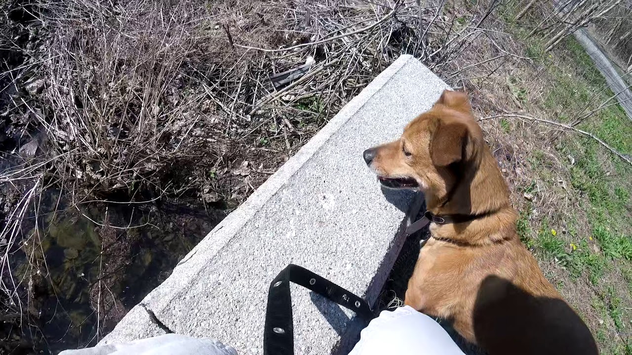 Hiking at Fort Benjamin Harrison State Park (Toads & Frogs!!!) - YouTube