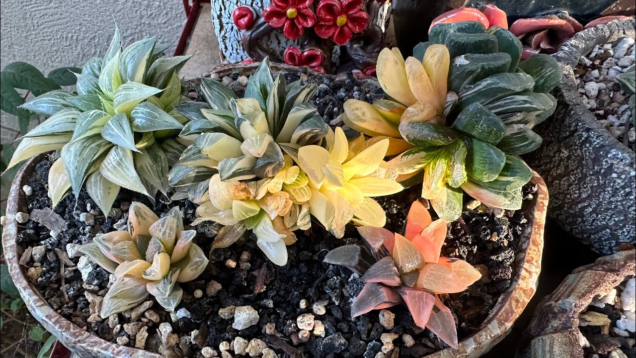I’m enjoying my new job- watering the plants when my customer is on ...