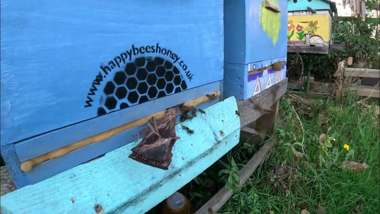 bee hive getting robbed out - YouTube