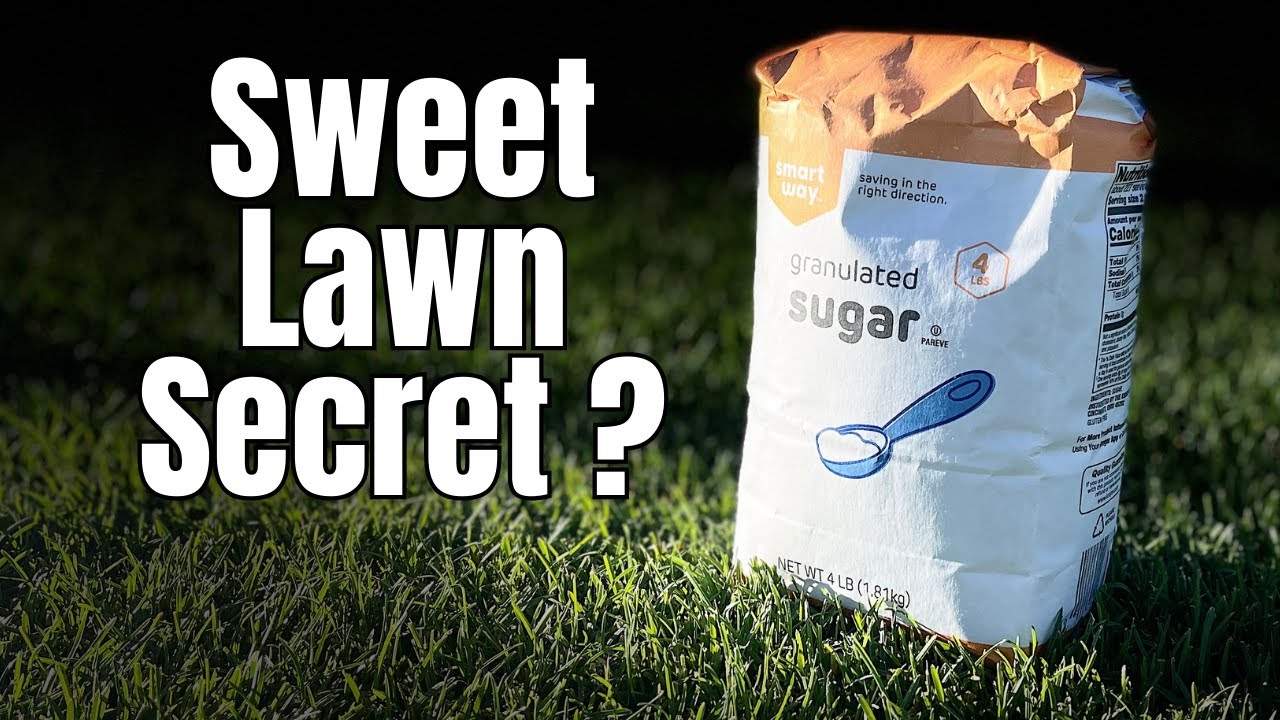 EXPERTS say this makes grass GREEN. DOES SUGAR ON THE LAWN WORK? - YouTube