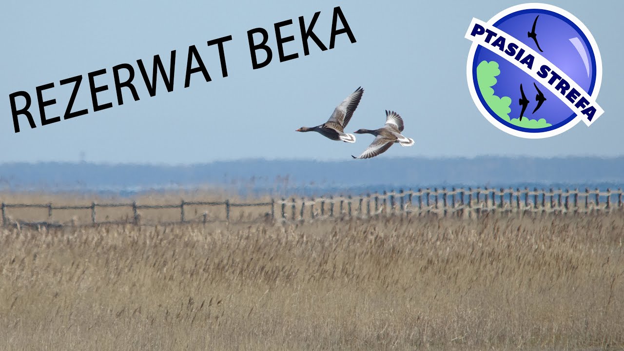 Rezerwat Beka - YouTube