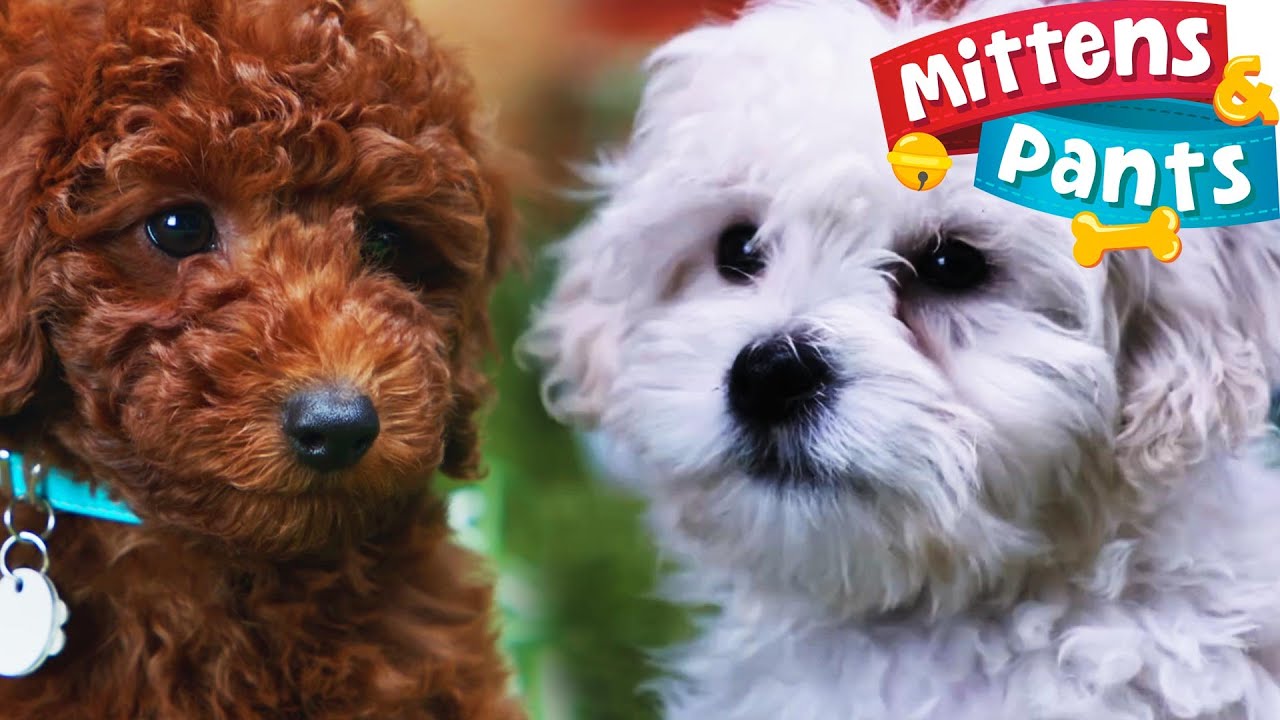 Puppy Help 🐾 | Preschool Shows FULL EPISODES | Mittens & Pants - YouTube