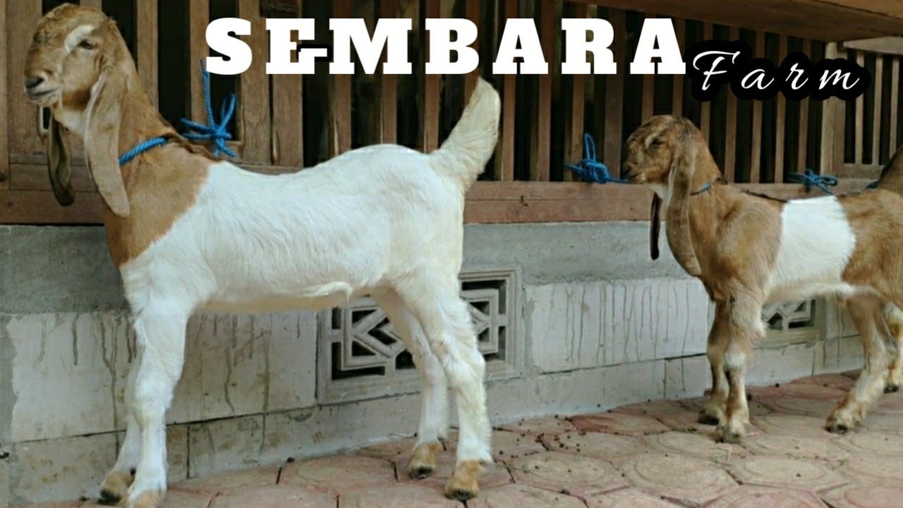 Harga 2 Juta'an Di Markas Jrabang Sembara Farm - YouTube