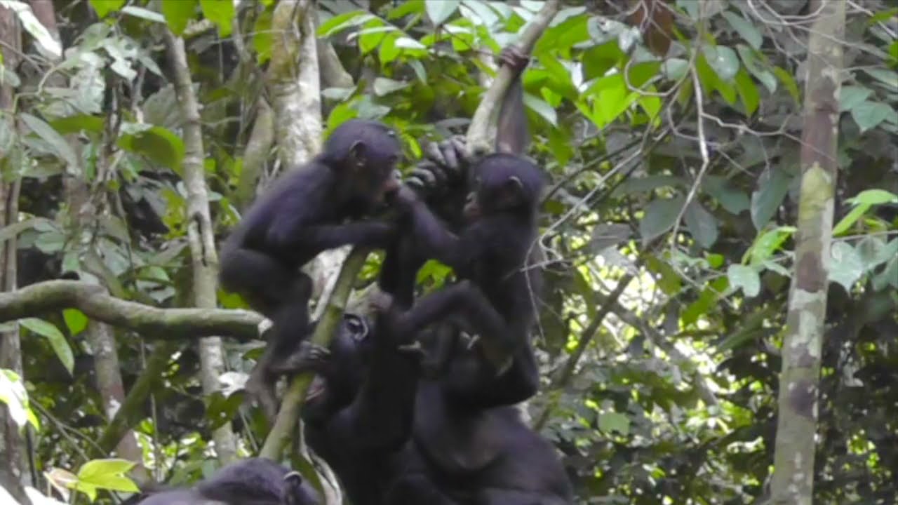 Bonobo gesture - Bite (Example 1) - YouTube