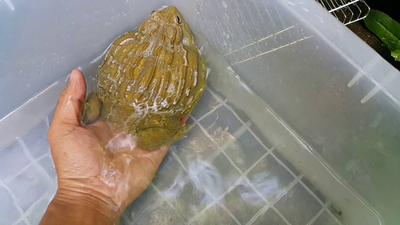 Giant African Bullfrog bath cleaning - YouTube