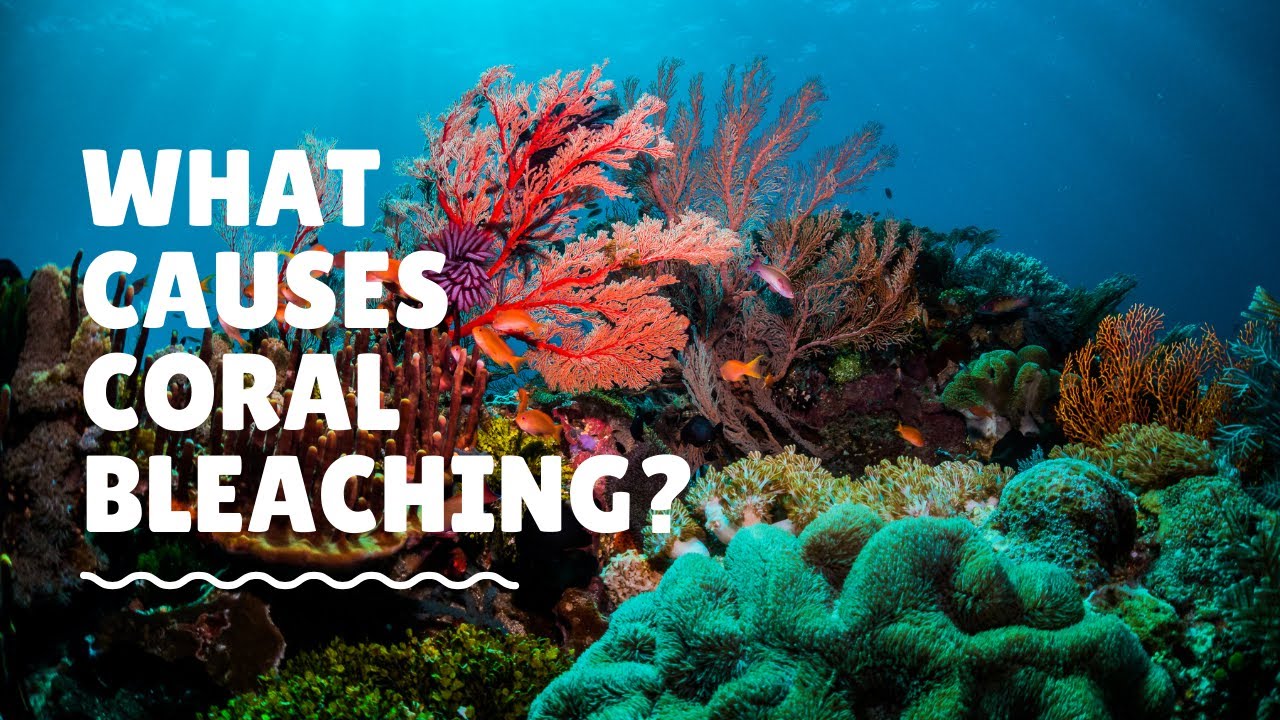 What Causes Coral Bleaching? - YouTube