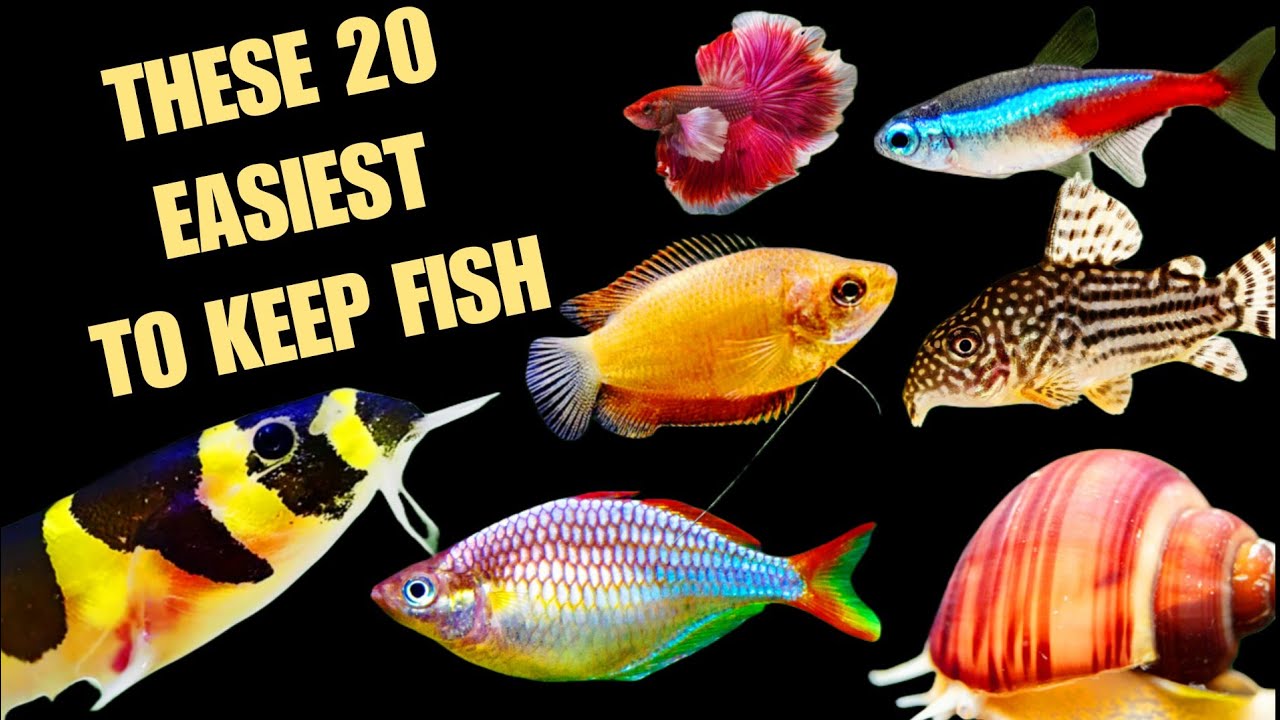 These 20 Easiest To Keep Aquarium Fish In An Aquarium - YouTube