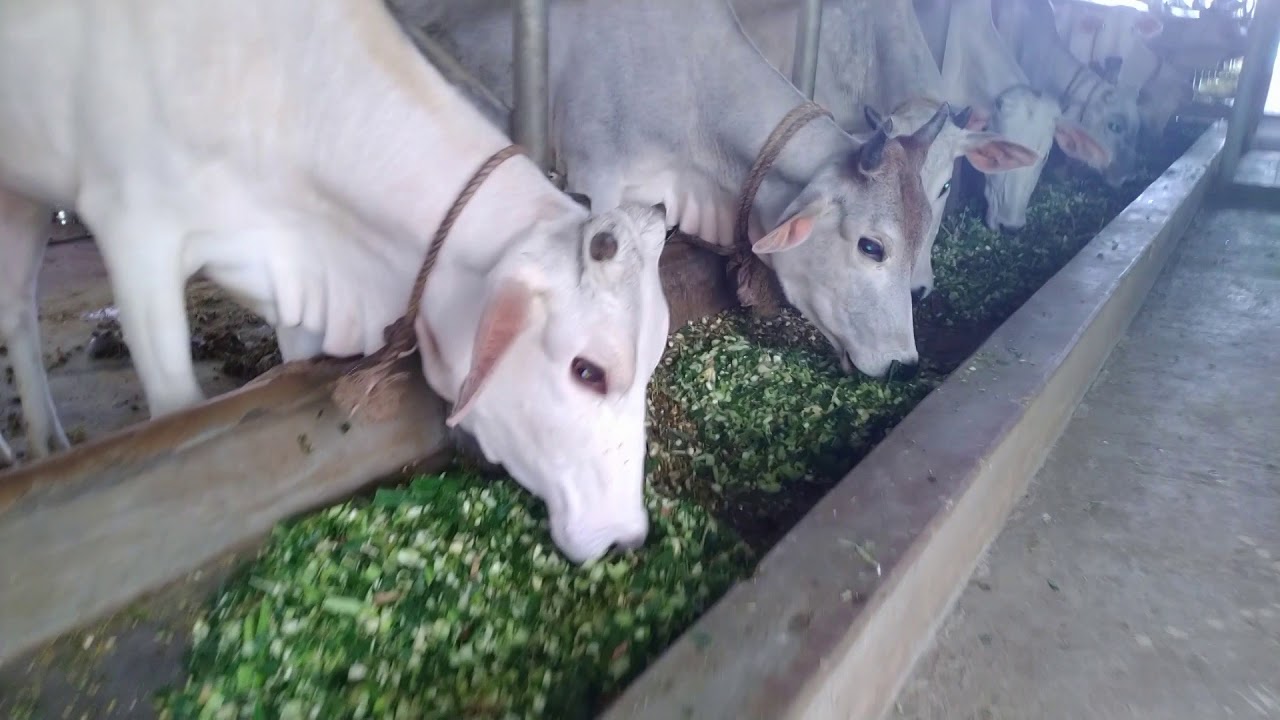 Dakshin Vrindavan Gaushala One day food sponsored byRajesh Mani 28 Sep ...