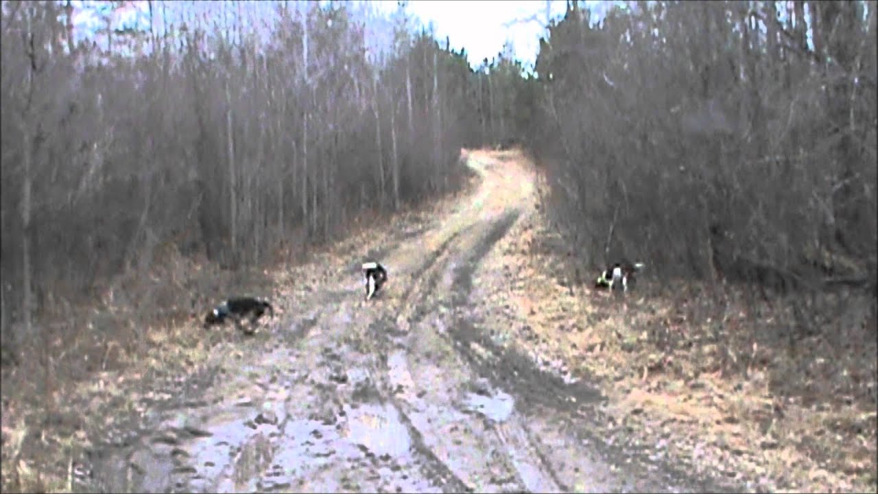 3-28-2012. Spring Hare Hunt - YouTube