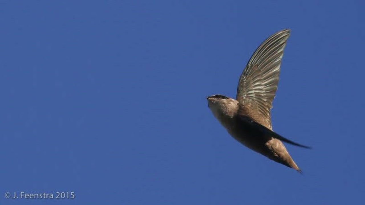 Swifts | Bird Identification Guide - YouTube