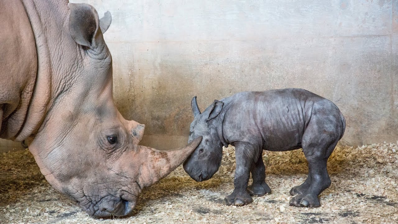 Baby Southern White Rhino Born in 2020 - YouTube