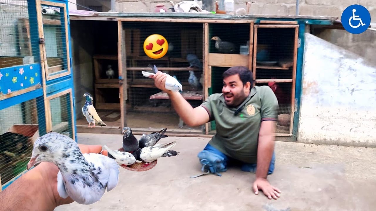 Taddy Baby Pigeon Pakra | Karachi Main Dihat - YouTube