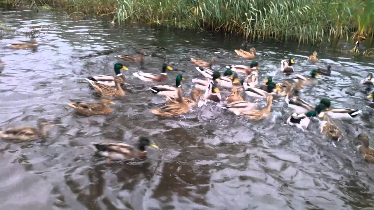 oxota na utku xlebami - YouTube