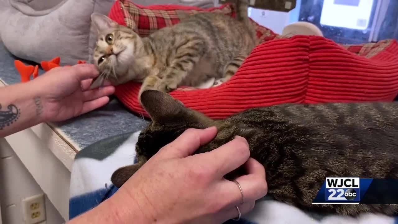 Jasper Animal Rescue Mission struggling with overcrowding - YouTube