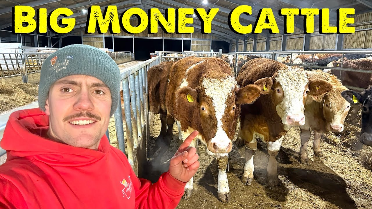 Cattle At Record High Prices - Time To Sell - YouTube