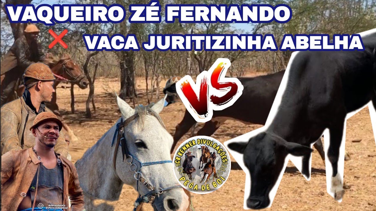 Vaqueiro Zé Fernando Vai Correr a Vaca Juritizinha Abelha de Neguinho da Risada - YouTube