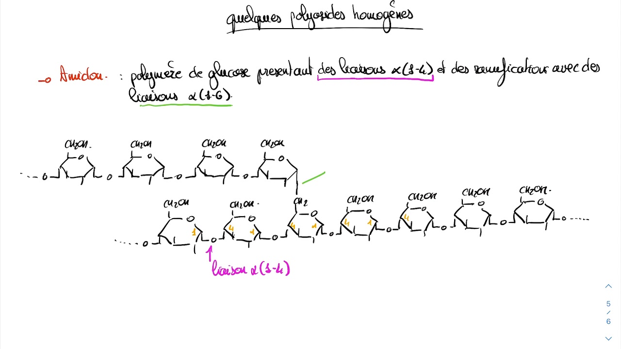 Structure des glucides avec les osides - YouTube